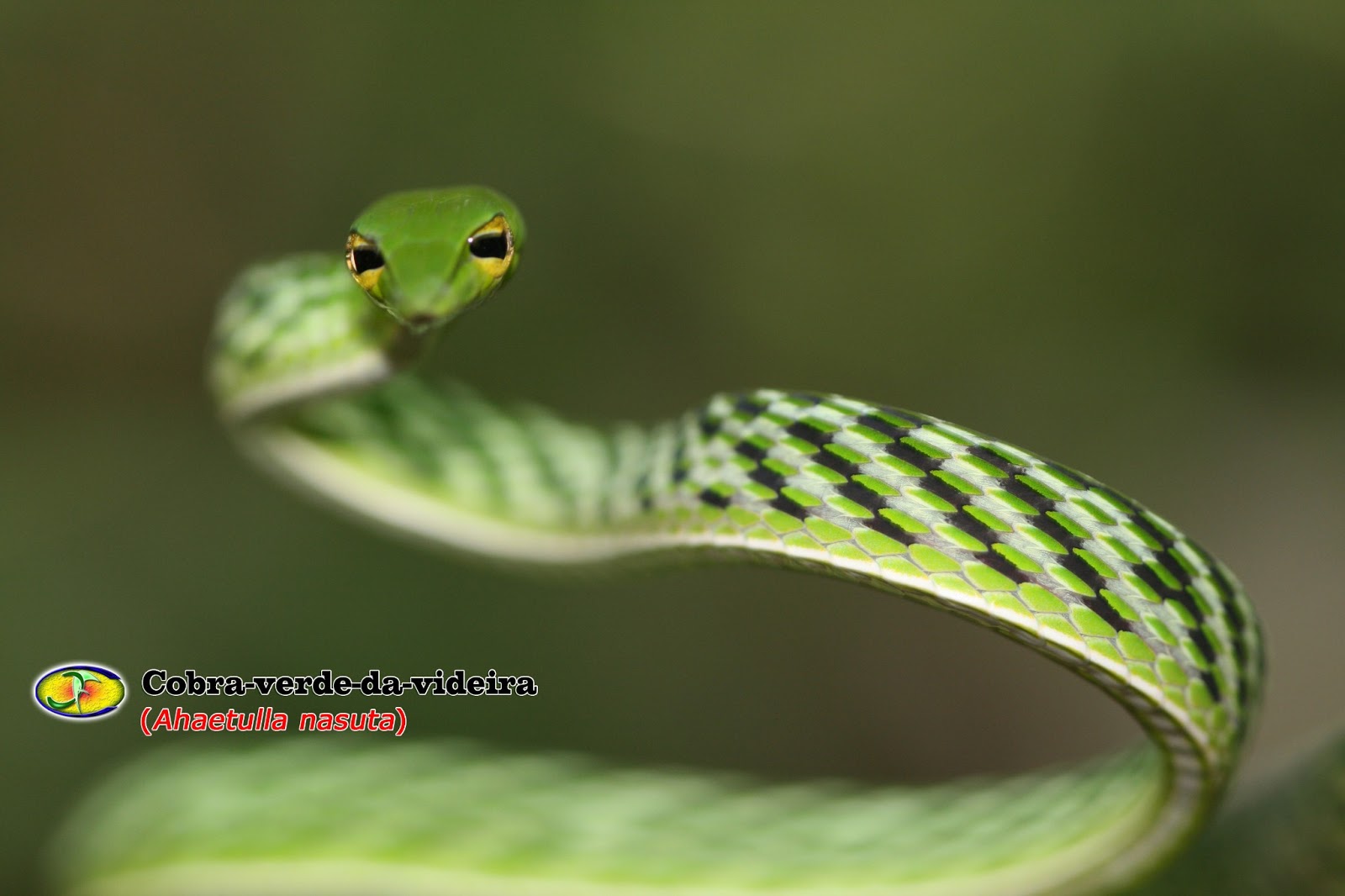 Zoologia: Cobra-verde-da-videira (Ahaetulla nasuta)